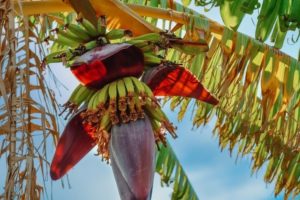 Guía Completa del Banano – Desde sus Características hasta sus ...