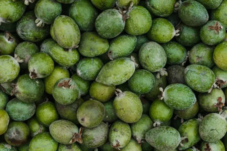 La Feijoa, una Fruta Tropical algo Peculiar – Mundo Comida Sana