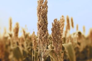 ¿Qué es el Millet y Para Qué Sirve? – Mundo Comida Sana